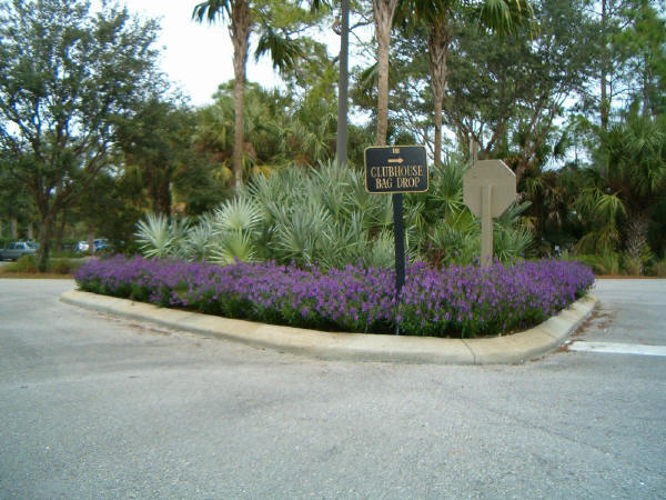 Gainesville Landscaping Plant of the Month: Angelonia | The Masters ...
