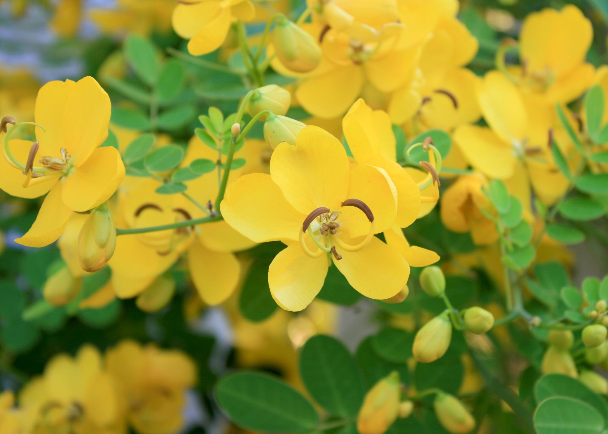 Gainesville Landscape Plant of the Month: Golden Cassia | The Masters ...