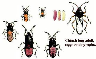 Chinch Bug Activity Abounds - Protect Your Gainesville Lawn! | The ...