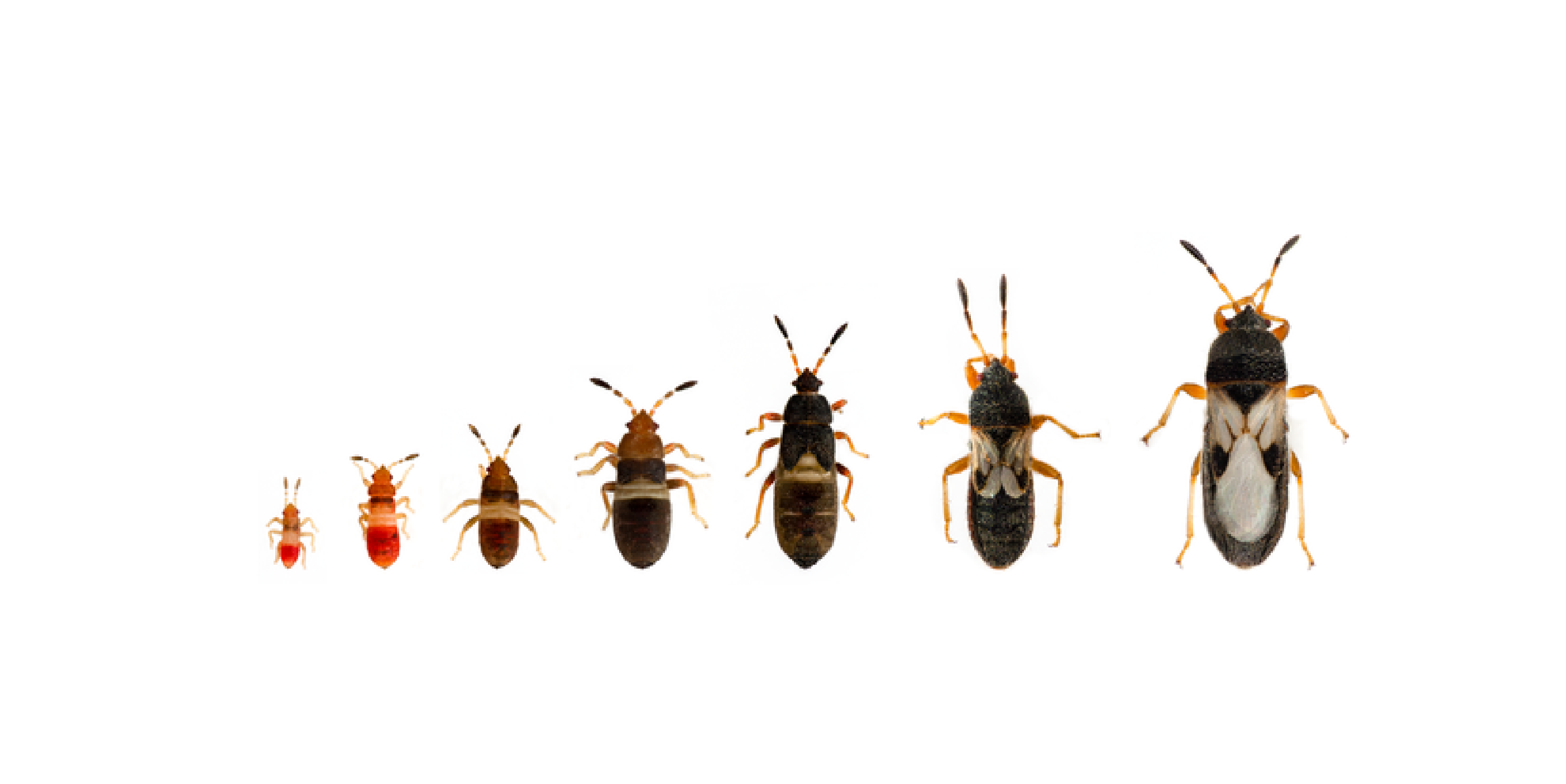 Pest of the month: Chinch Bugs | The Masters Lawn Care