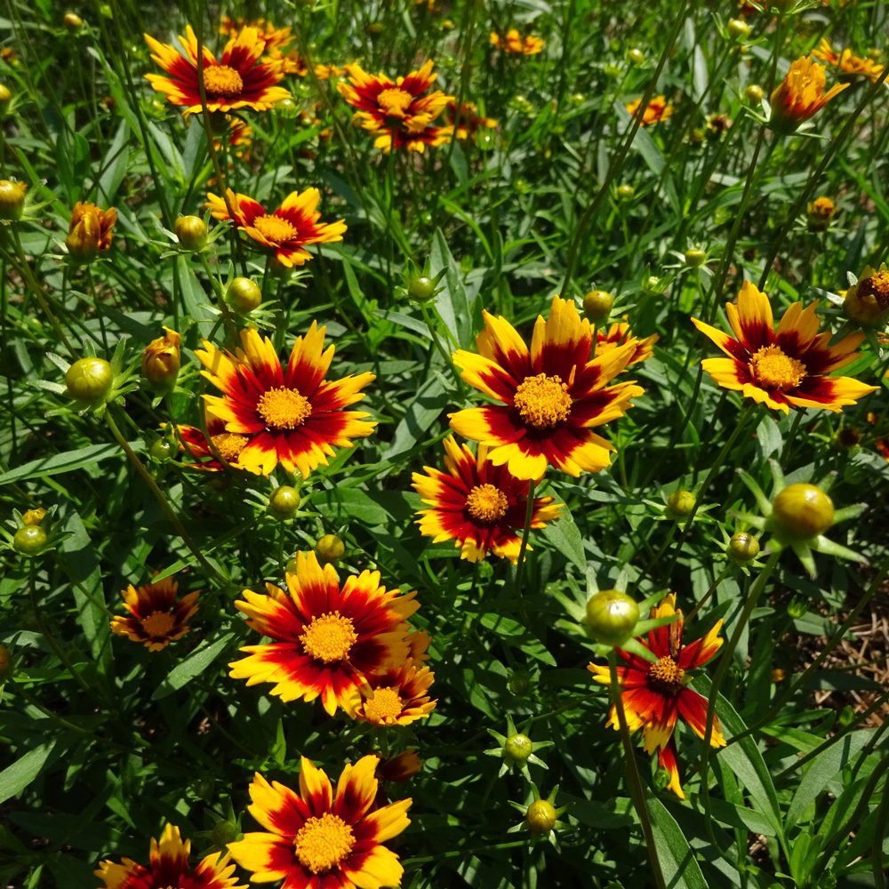 Gainesville Landscape Plant of the month: Coreopsis | The Masters Lawn Care