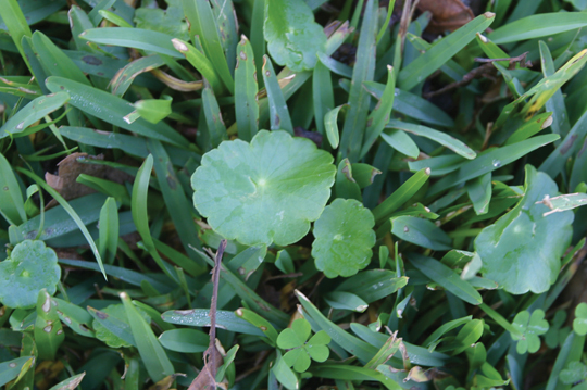 A Tool to Identify Common Gainesville Florida Lawn Weeds | The Masters ...