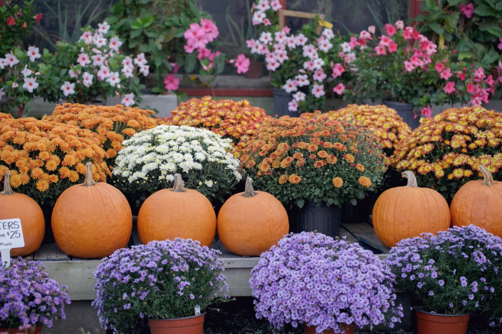 How To Get Fall Color In Your Lawn and Landscape | The Masters Lawn Care