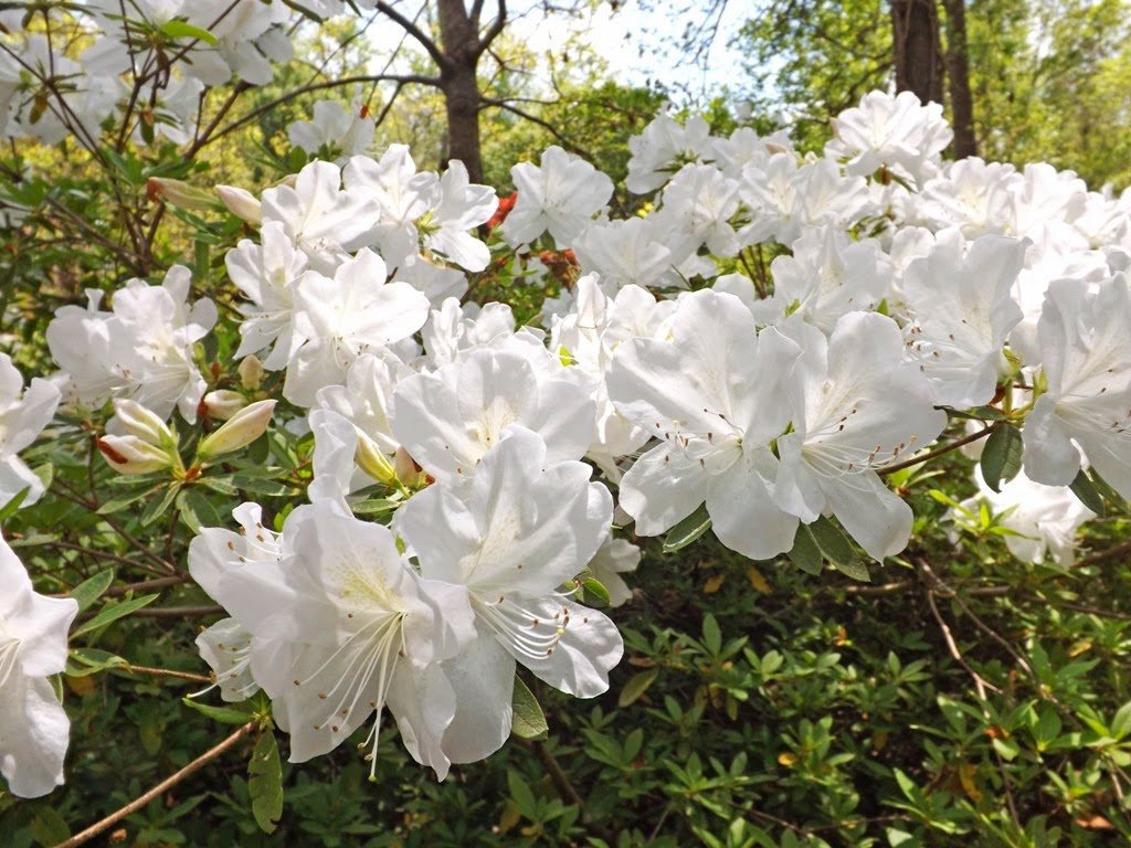 Plant of the Month: Gerbing Azaleas | The Masters Lawn Care